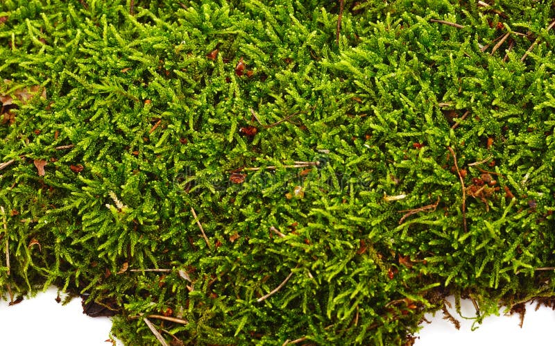 Green beautiful moss stock photo. Image of plant, nature - 259867240