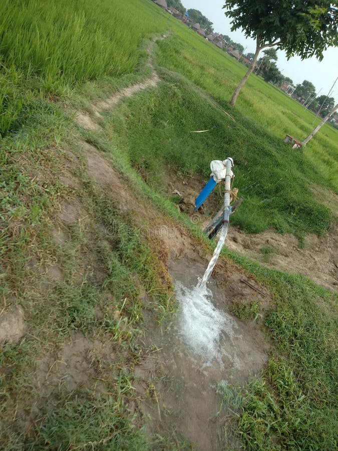 Irrigation of Paddy Field in India, Bihar Stock Photo - Image of biha ...
