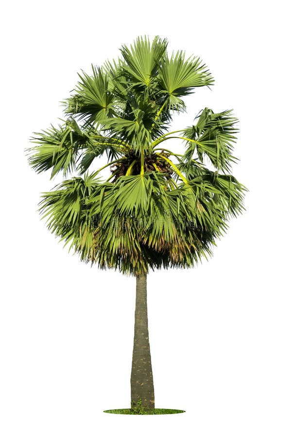 Green Beautiful Palm Tree Isolated Stock Image - Image of nature ...