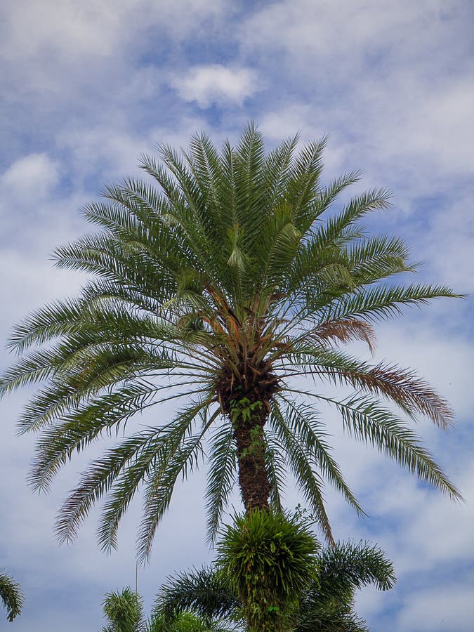 Green beautiful palm tree. stock image. Image of summer - 98894487