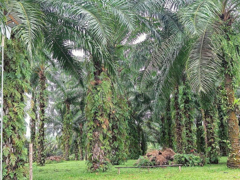 Green and Beautiful Palmland in the Highlands Stock Photo - Image of ...