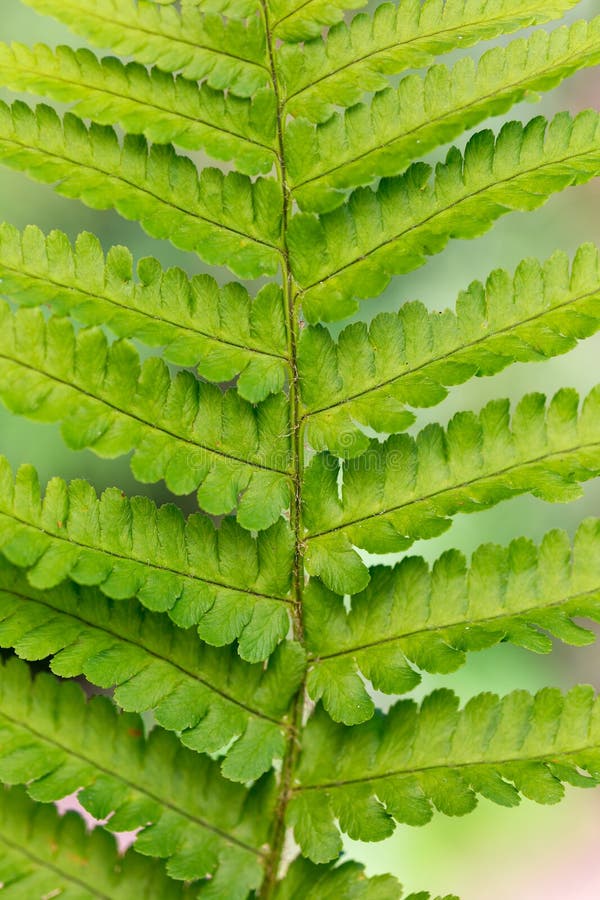 Green Beautiful Perfect Natural Fern Leaf Pattern Background Stock ...
