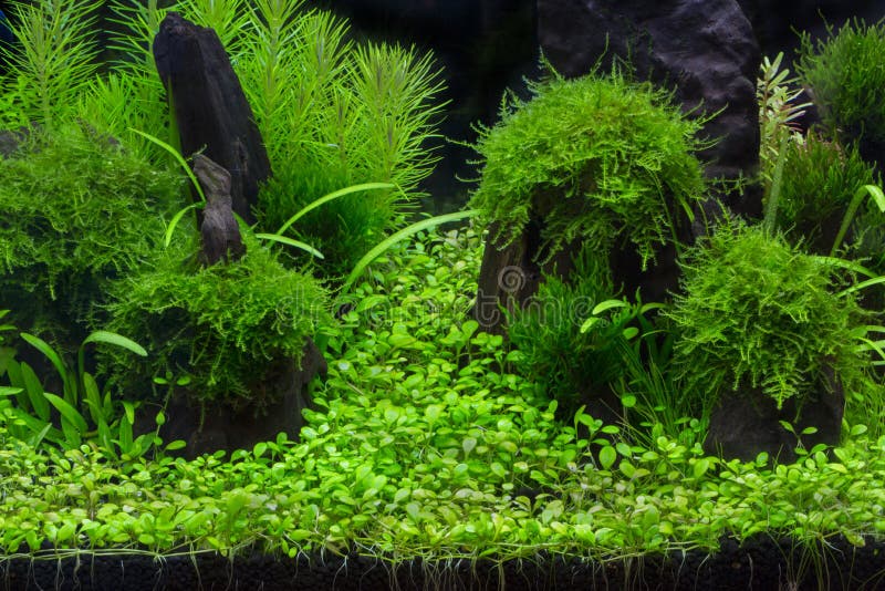 A Green Beautiful Planted Tropical Freshwater Aquarium Stock Photo ...