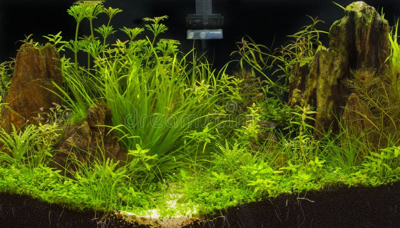 A Green Beautiful Planted Tropical Freshwater Aquarium Stock Photo ...