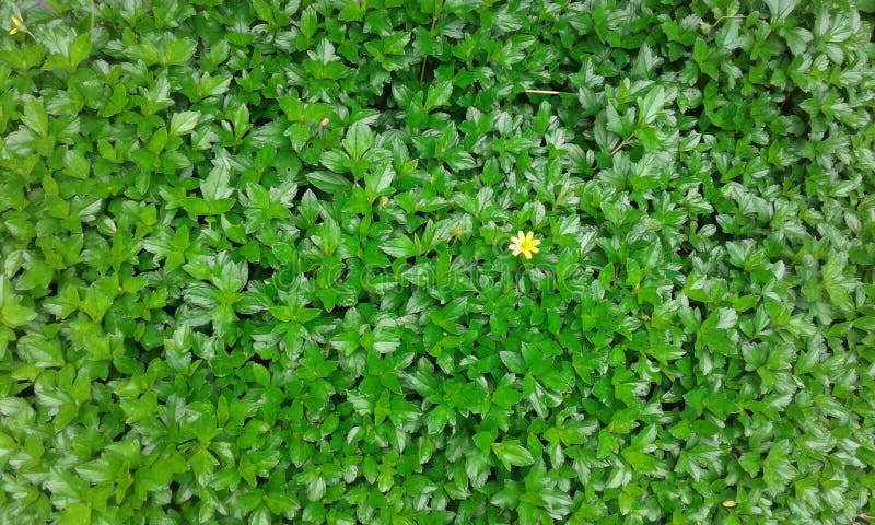 Green Beautiful Small Plants Stock Image - Image of beautiful ...