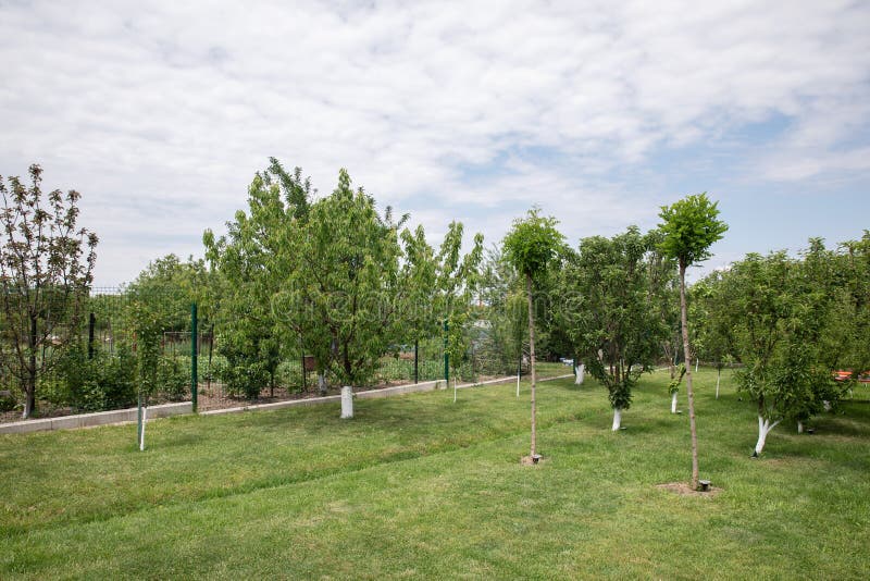 Green Beautiful Summer Garden with Fruit Trees Stock Image - Image of ...