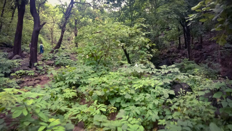Beautiful Thick Forest with Green Trees and Plants Stock Photo - Image ...