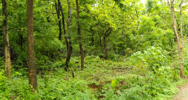 Beautiful Trees and Plants in the Dense Forest Stock Image - Image of ...