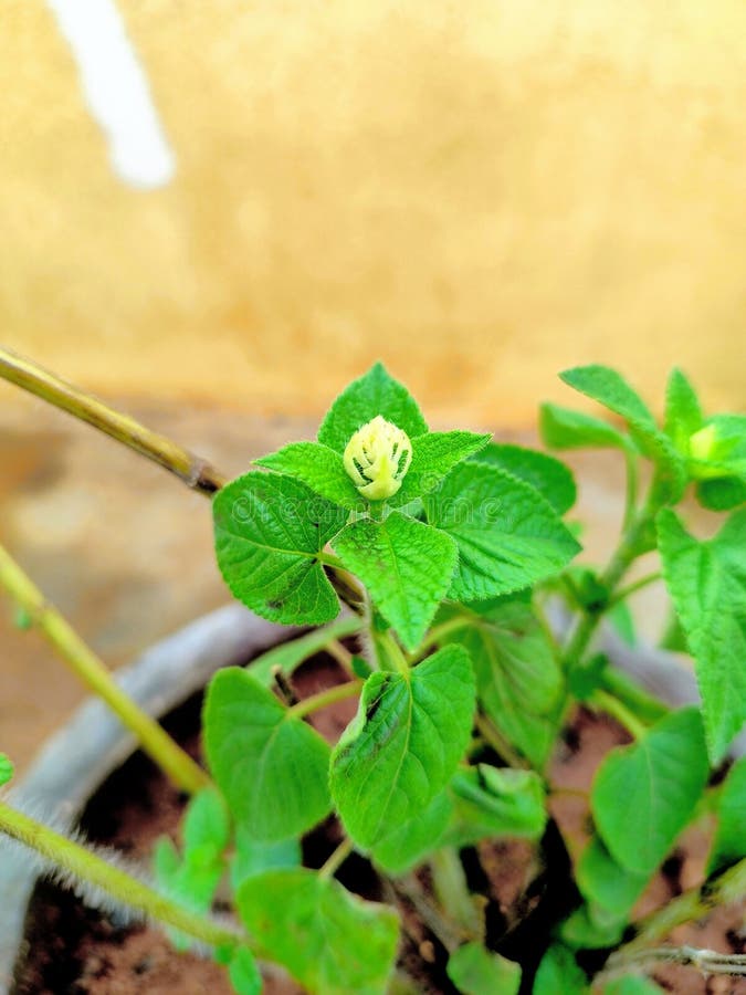 A Green Beautiful Tulsi Plant and Flower Stock Photo - Image of tulsi ...