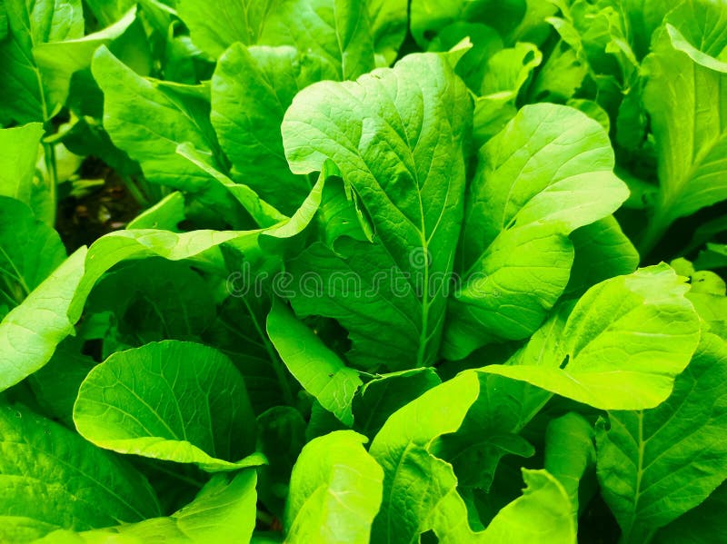 This Green and Beautiful Vegetable is a Vegetable that Has a Good Taste ...
