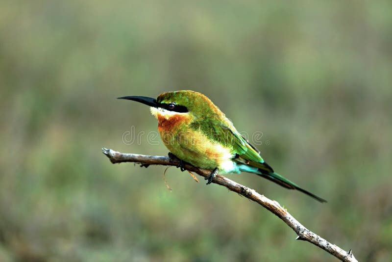 Green bee-eater stock photo. Image of plant, twig, forest - 37728182