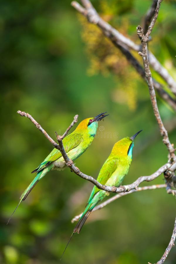 Green Bee-eater Feeding the Offspring, Nourishing with Bees or Insects ...