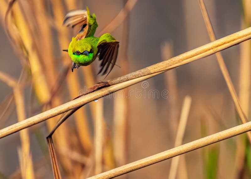 Green Bee Eater Flying Mode Stock Image - Image of animal, billed ...