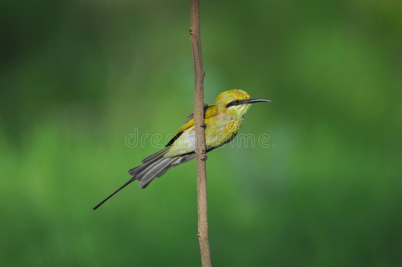 Green Bee Eater stock photo. Image of wildlife, green - 39877482