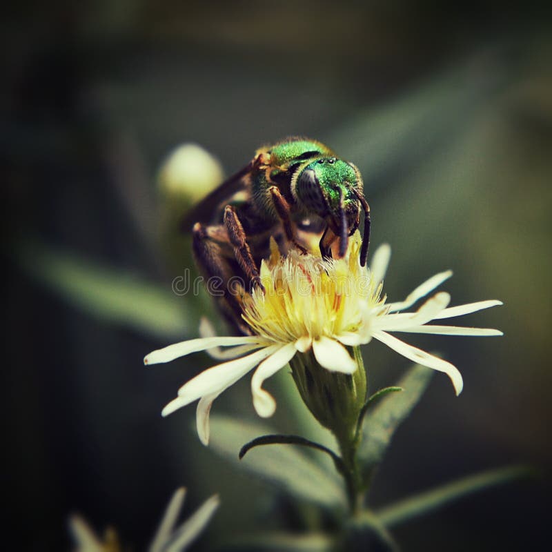 Green Bee stock image. Image of yellow, insect, macro - 33973581