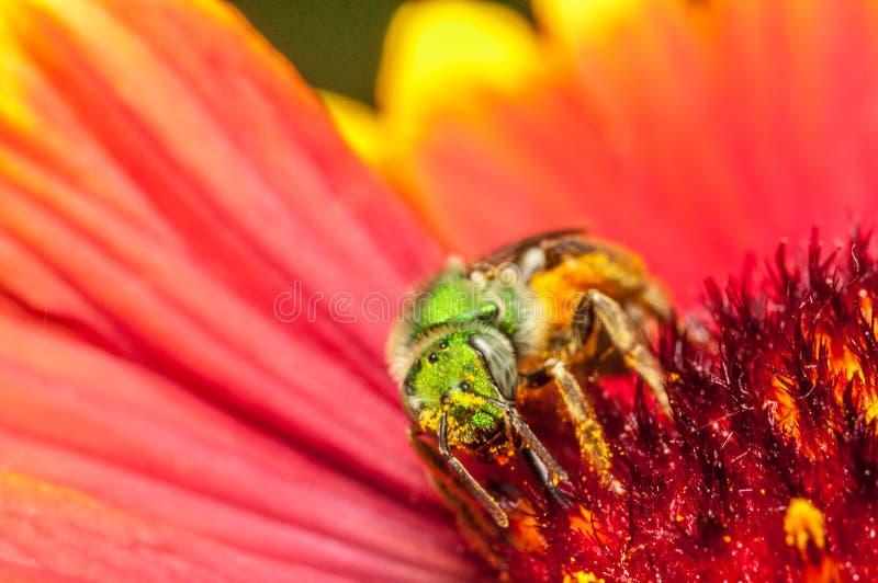 Green bee on a red flower stock image. Image of larva - 56945519