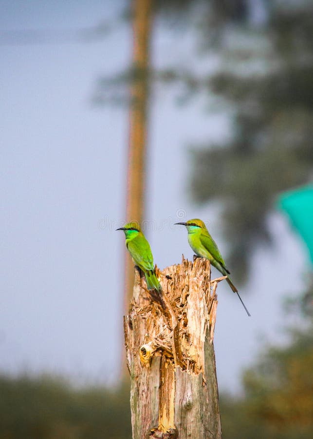 Green beeater stock image. Image of camera, wildlife - 256395691