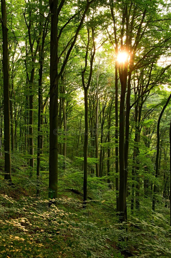 Spring Forest stock image. Image of pathway, luminous - 2365437