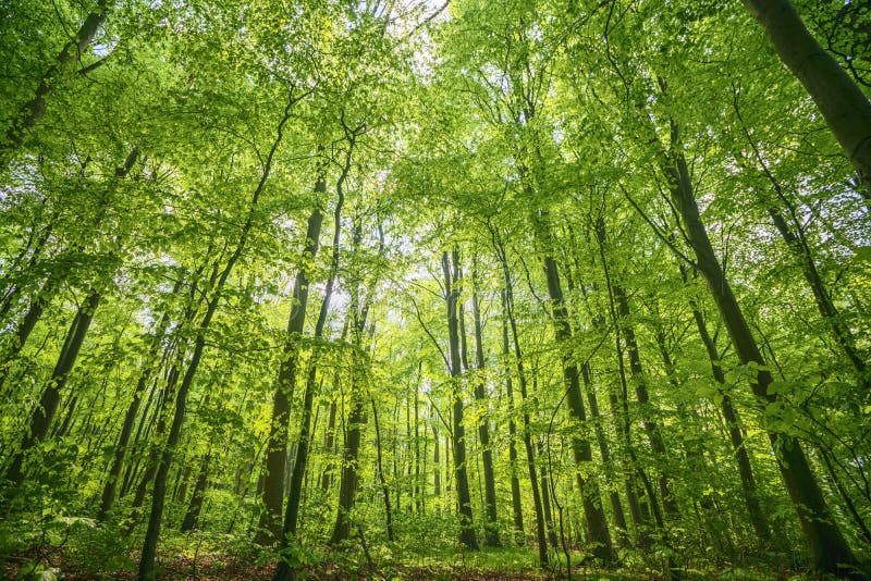 Green Beech Forest in the Spring in Vibrant Colors Stock Photo - Image ...