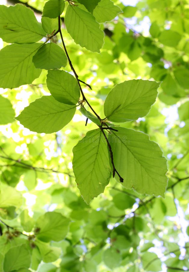 Green beech trees stock image. Image of leaves, light - 102779217