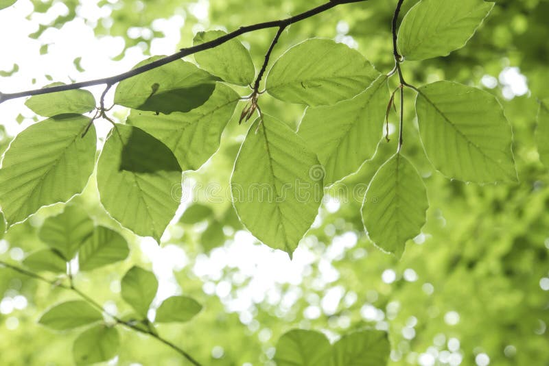 Green beech tree foliage stock image. Image of beech - 171804199