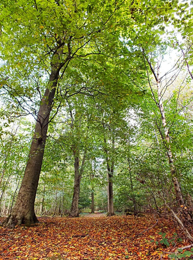 Beech Trees stock image. Image of green, natural, trees - 118075287