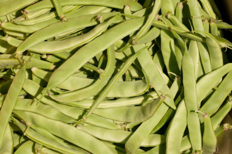 Green Beens stock photo. Image of garden, bean, food - 28439572