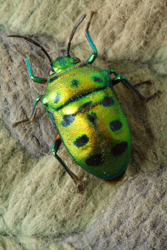 11,405 Beetle Texture Stock Photos - Free & Royalty-Free Stock Photos ...