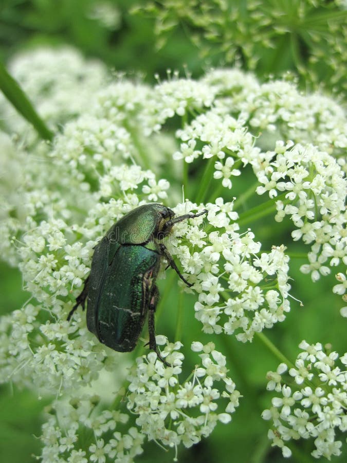 Green beetle stock image. Image of bloom, animal, beautiful - 35016169
