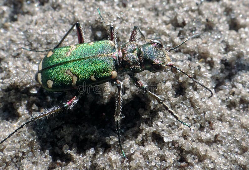 Green beetle stock photo. Image of beetles, little, region - 93895480