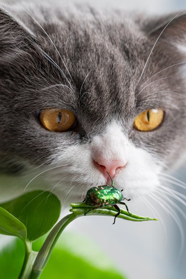 The Green Beetle Crawls on a Leaf and a Cat Looks at it Stock Photo ...