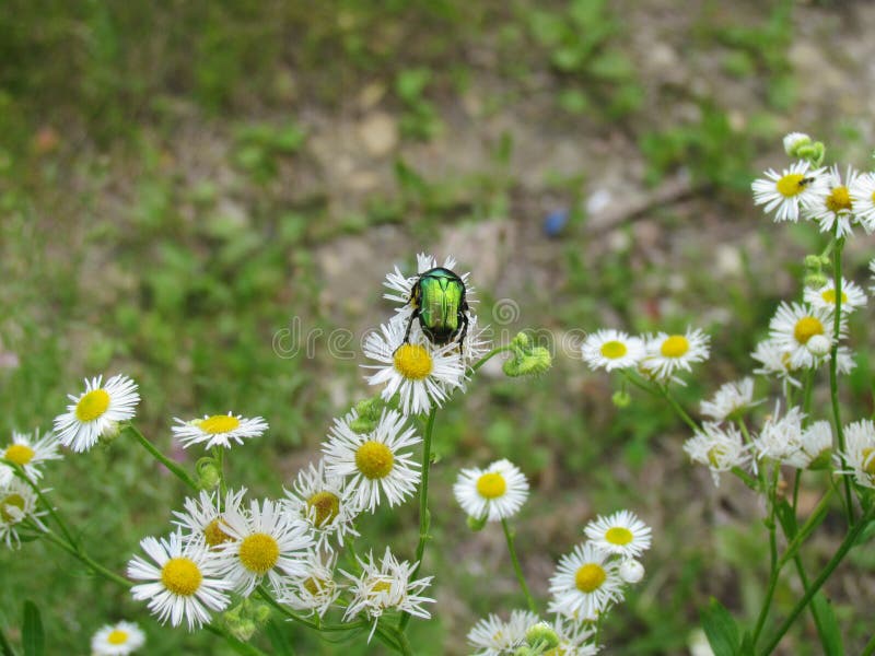 Green Beetle on Daisy Flower Stock Image - Image of beauty, beetle ...