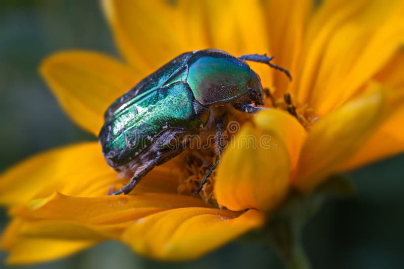 Green beetle firefly stock image. Image of outdoors, flying - 58328325