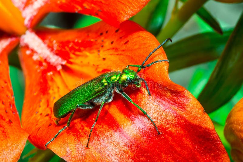 Green beetle on a flower stock image. Image of closeup - 160493889
