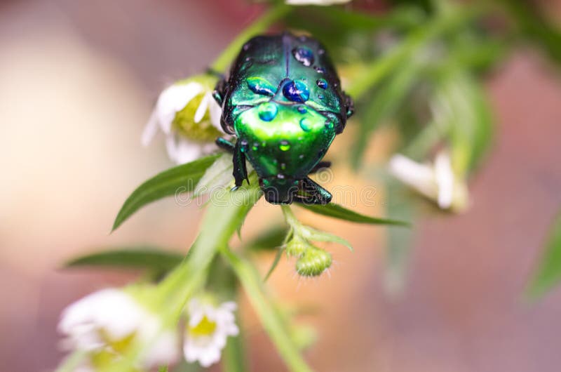 Green Beetle on a Flower. Dung Beetle. Beetle in Nature Stock Image ...