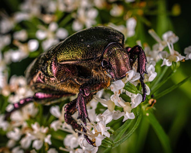 Green Beetle Geotrupidae Sits on Small White Flowers Stock Photo ...
