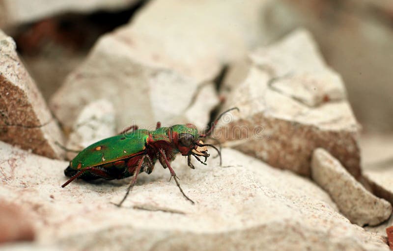 Green Beetle Giant Bug on a Stone Stock Photo - Image of closeu, nature ...