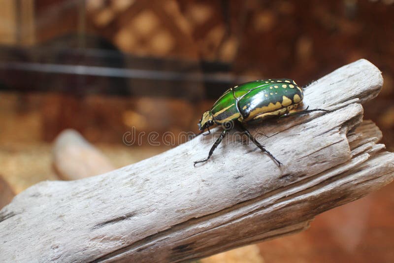 Green Beetle stock image. Image of japan, greengold, beetle - 74600905