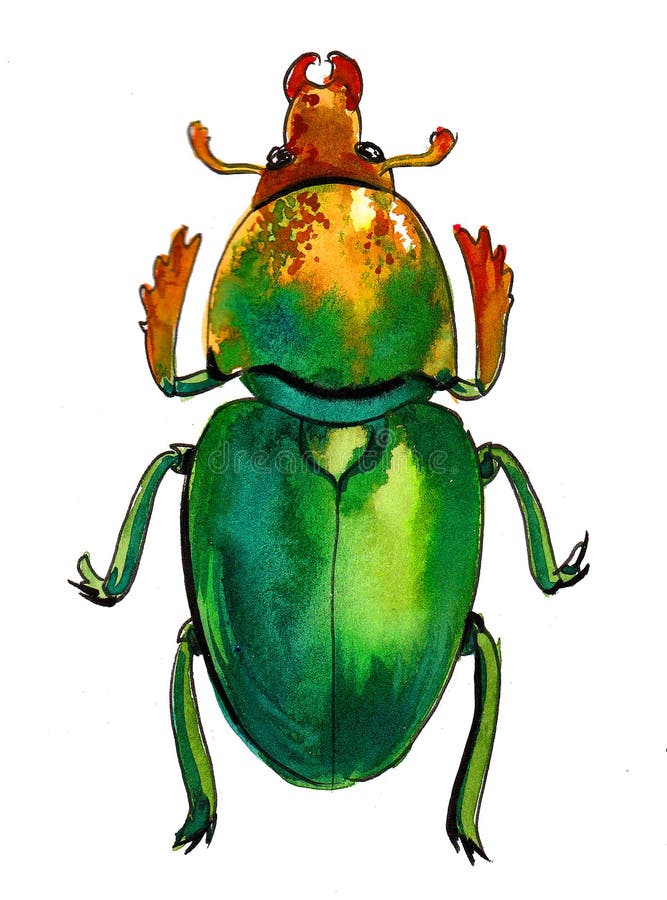 Green beetle stock illustration. Illustration of sketch - 261662295