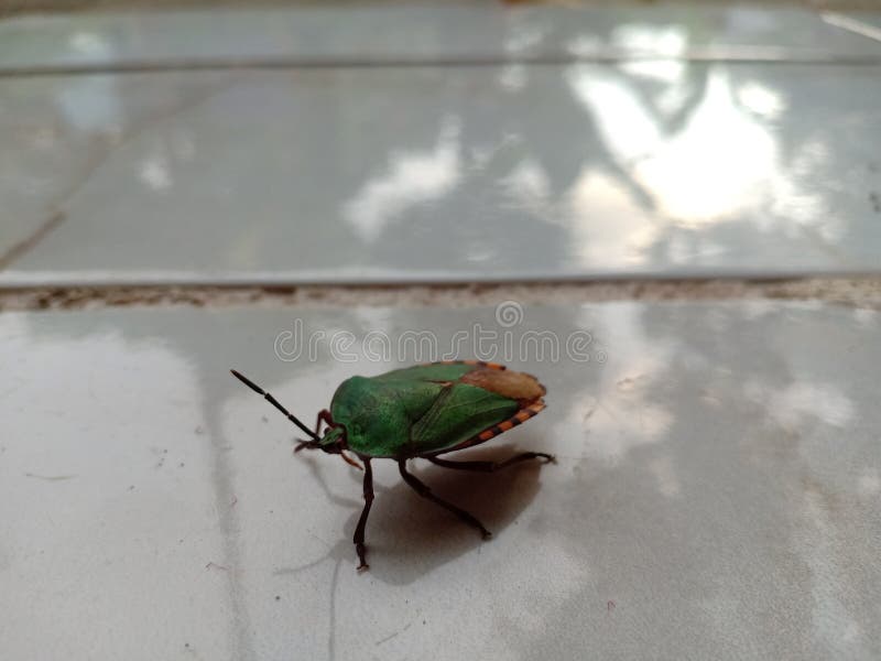 Green Beetle Insect Natural Animal Stock Image - Image of animal ...