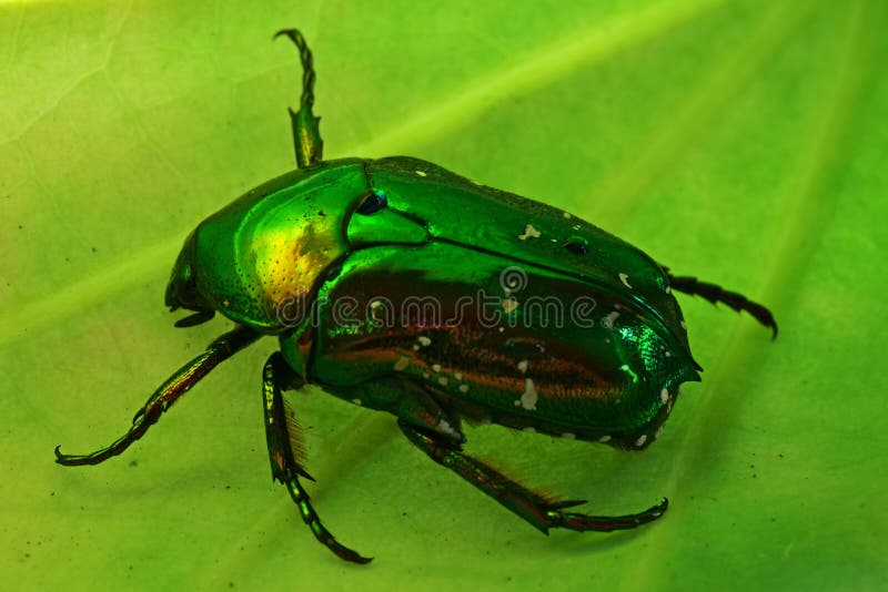 Green Beetle on the leaf stock photo. Image of wings - 163532770