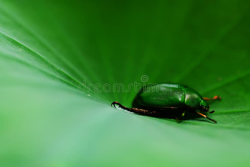 194 Beetle Lotus Stock Photos - Free & Royalty-Free Stock Photos from ...