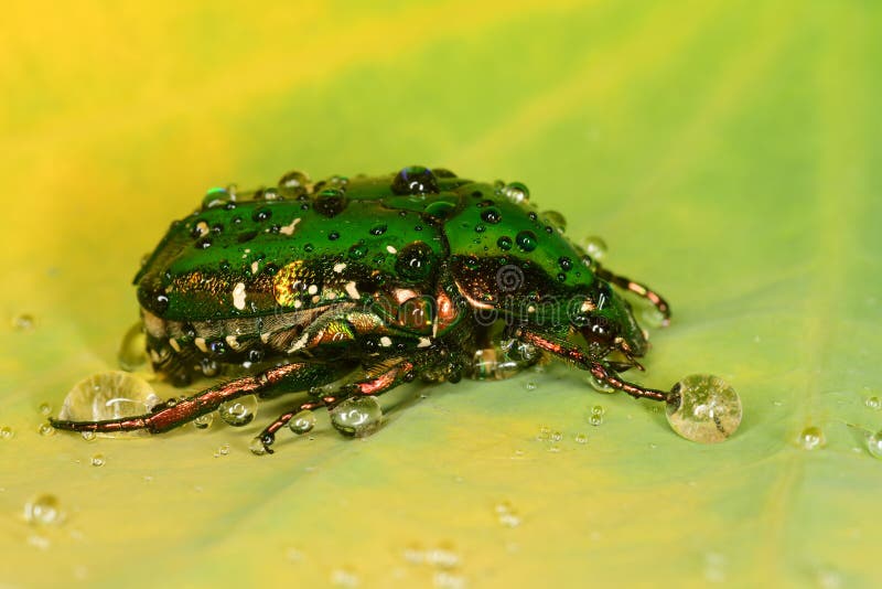 Green Beetle on the Lotus Leaf Closeup Stock Photo - Image of insect ...