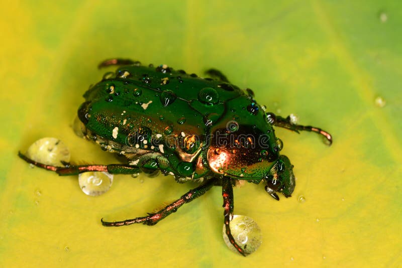 194 Beetle Lotus Stock Photos - Free & Royalty-Free Stock Photos from ...