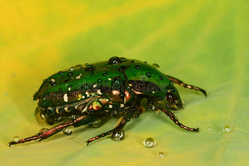 163 Beetle Lotus Photos - Free & Royalty-Free Stock Photos from Dreamstime