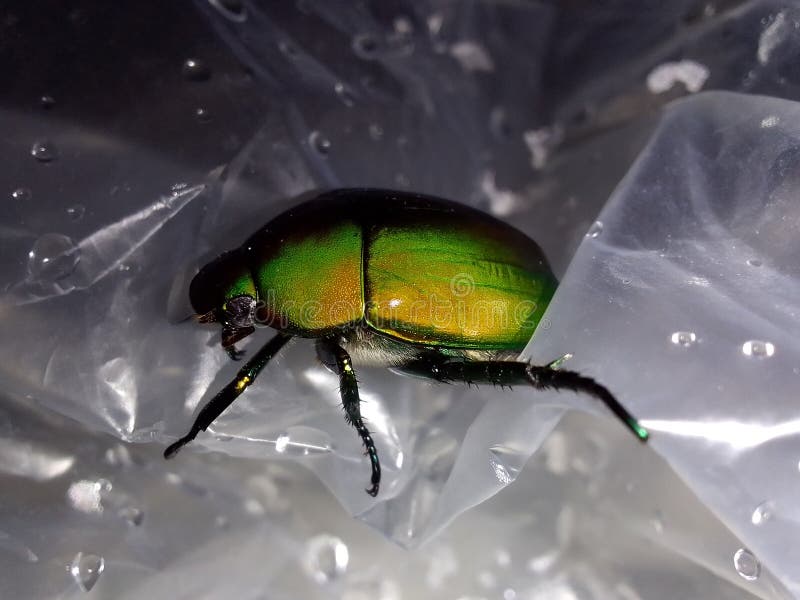 A Green Beetle, on Plastic, in the House Stock Image - Image of green ...