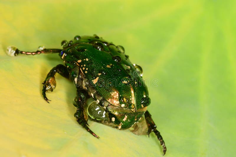 194 Beetle Lotus Stock Photos - Free & Royalty-Free Stock Photos from ...