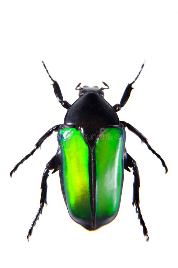 Green Beetle On The White Background Editorial Stock Image Image Of