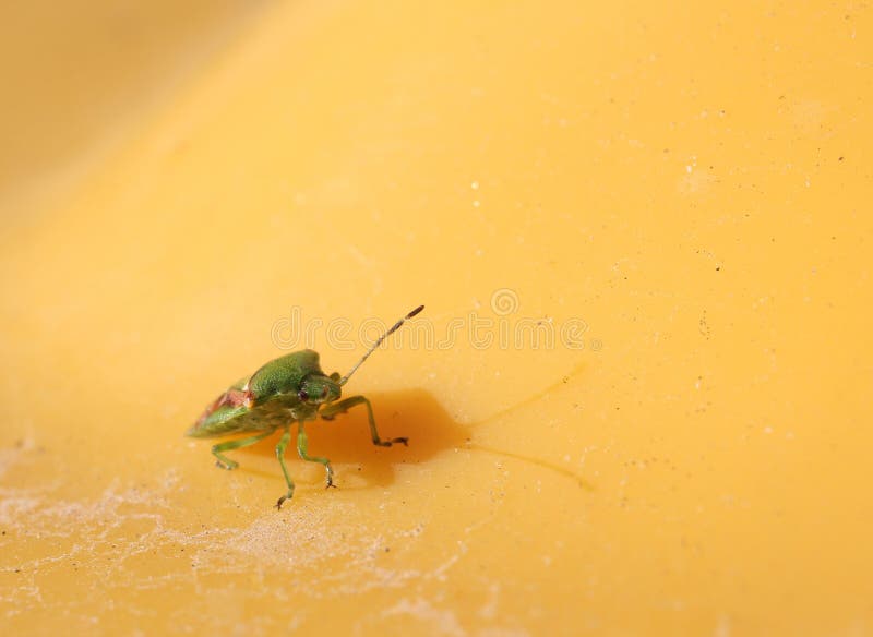 Green Beetle on Yellow Background Stock Image - Image of insect, blood ...