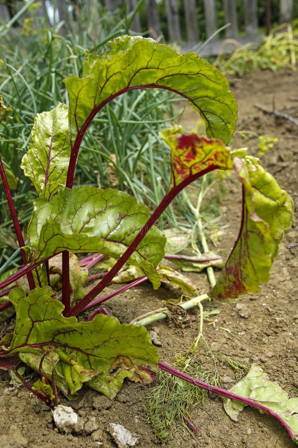 Green Beetroot in a Vegetable Garden Stock Photo - Image of soil ...